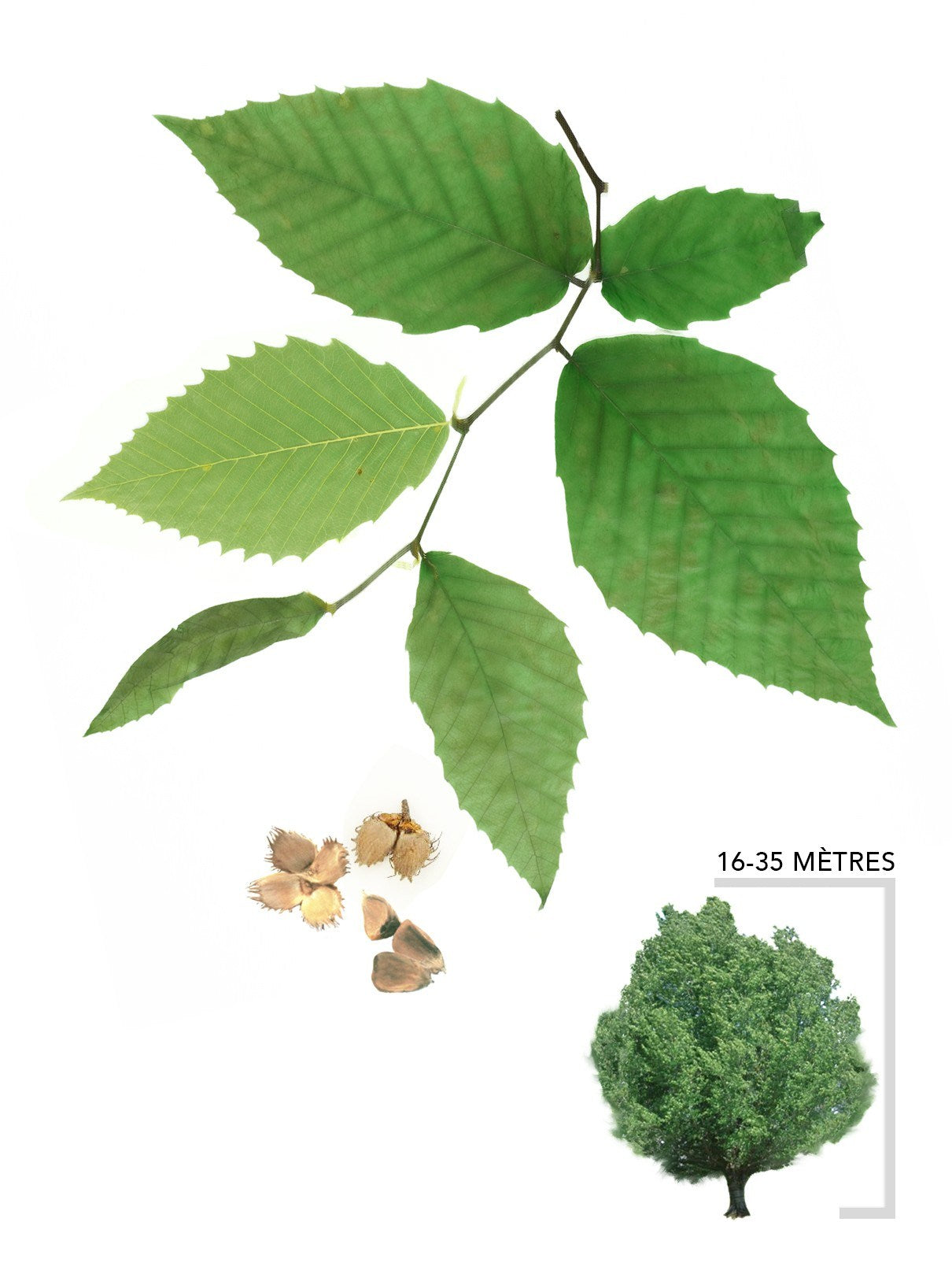 Hêtre à grandes feuilles; un arbre majestueux et robuste – Arbresenligne