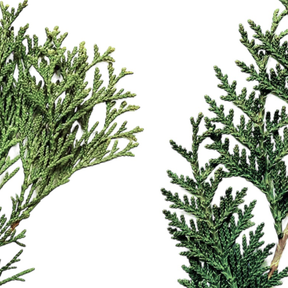 Cèdres – Arbresenligne