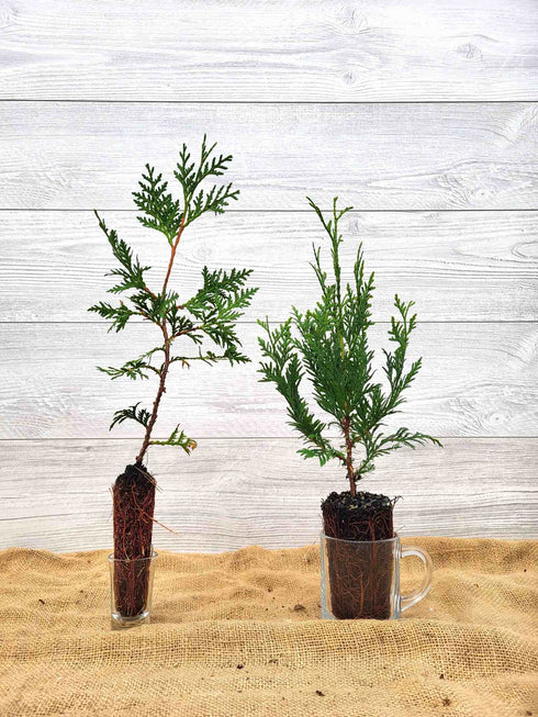 Conifères du Québec – Arbresenligne