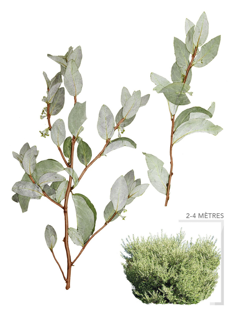 Arbustes feuillus du Québec – Arbresenligne