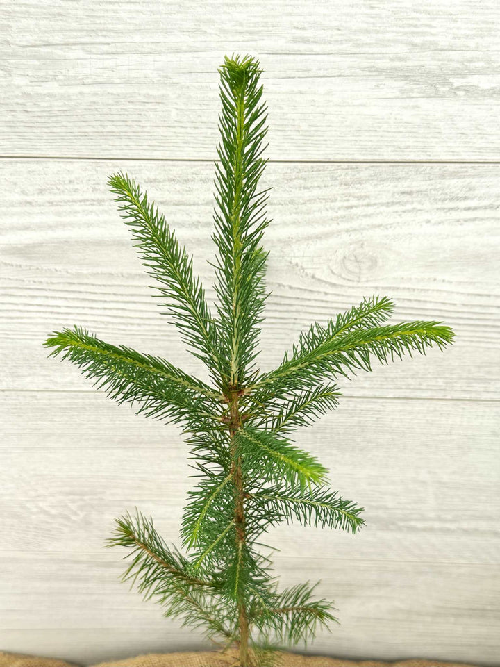 Conifères du Québec – Arbresenligne