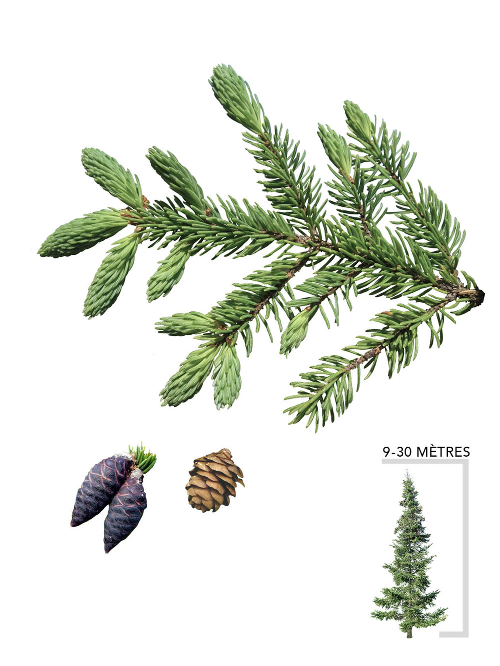 Conifères du Québec – Arbresenligne
