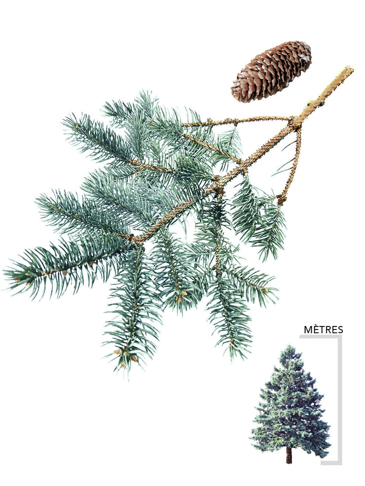 Conifères du Québec – Arbresenligne