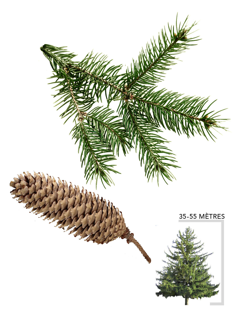 Conifères du Québec – Arbresenligne