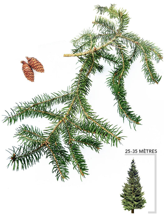 Conifères du Québec – Arbresenligne