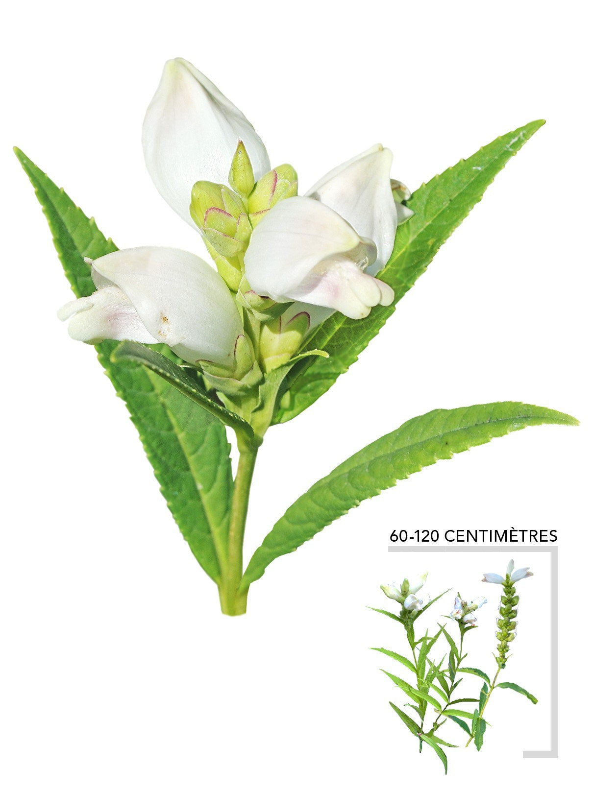 Galane glabre | Vivace indigène florifère pour le Québec – Arbresenligne