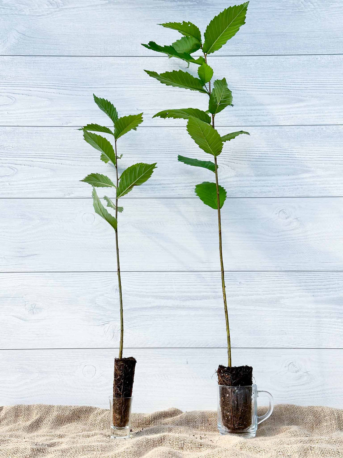 L'Orme d'Amérique un Arbre Majestueux fait pour le Québec – Arbresenligne