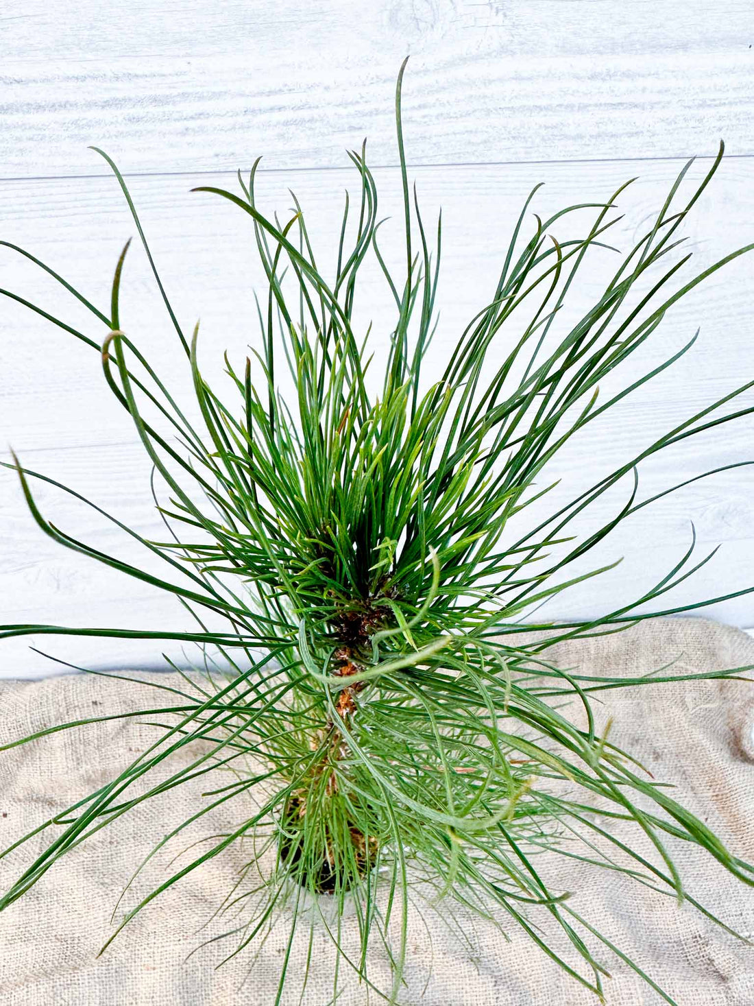 Le Pin Rouge, une Allure Majestueuse et un Feuillage Luxuriant ...