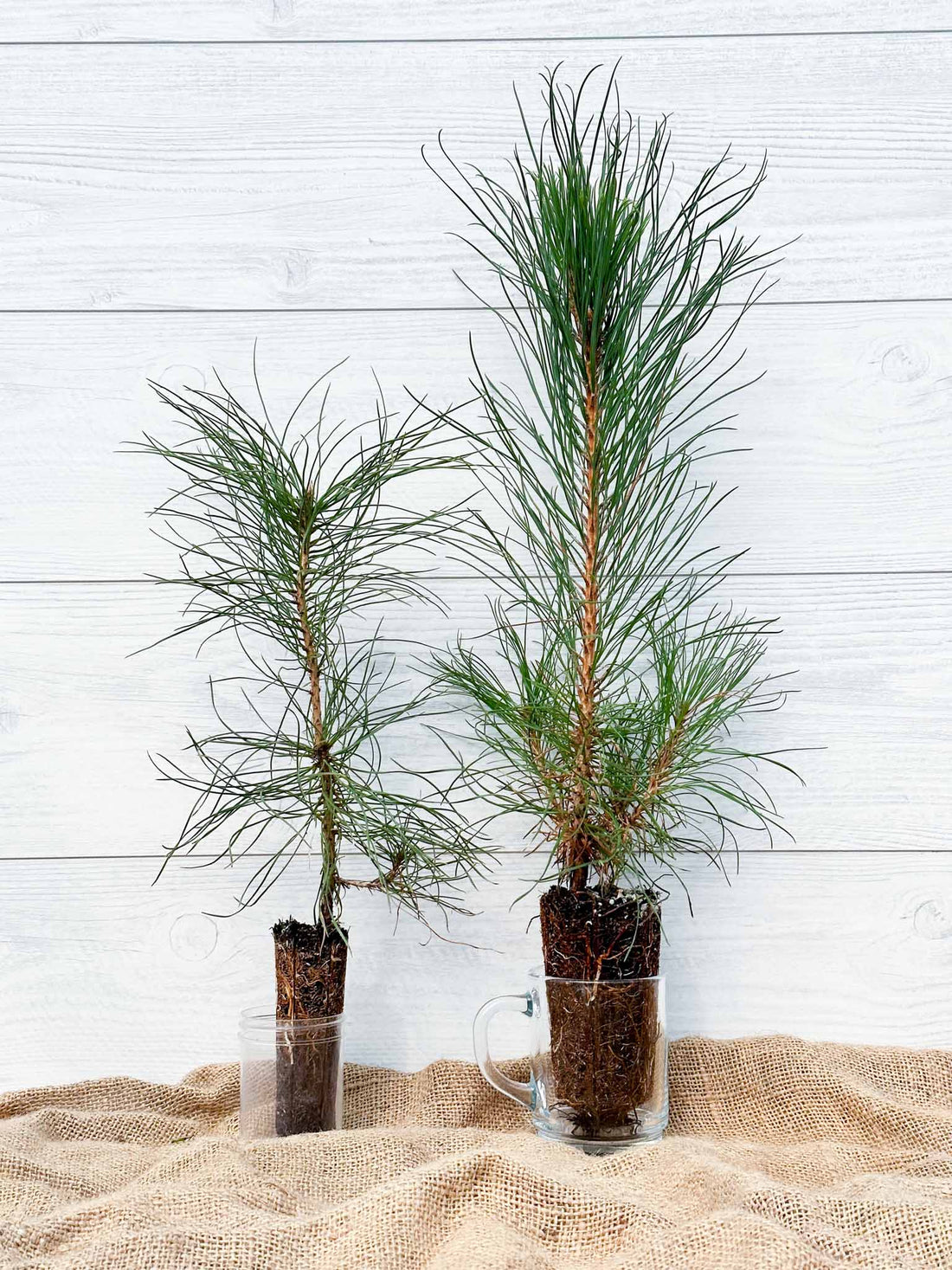 Le Pin Rouge, une Allure Majestueuse et un Feuillage Luxuriant ...