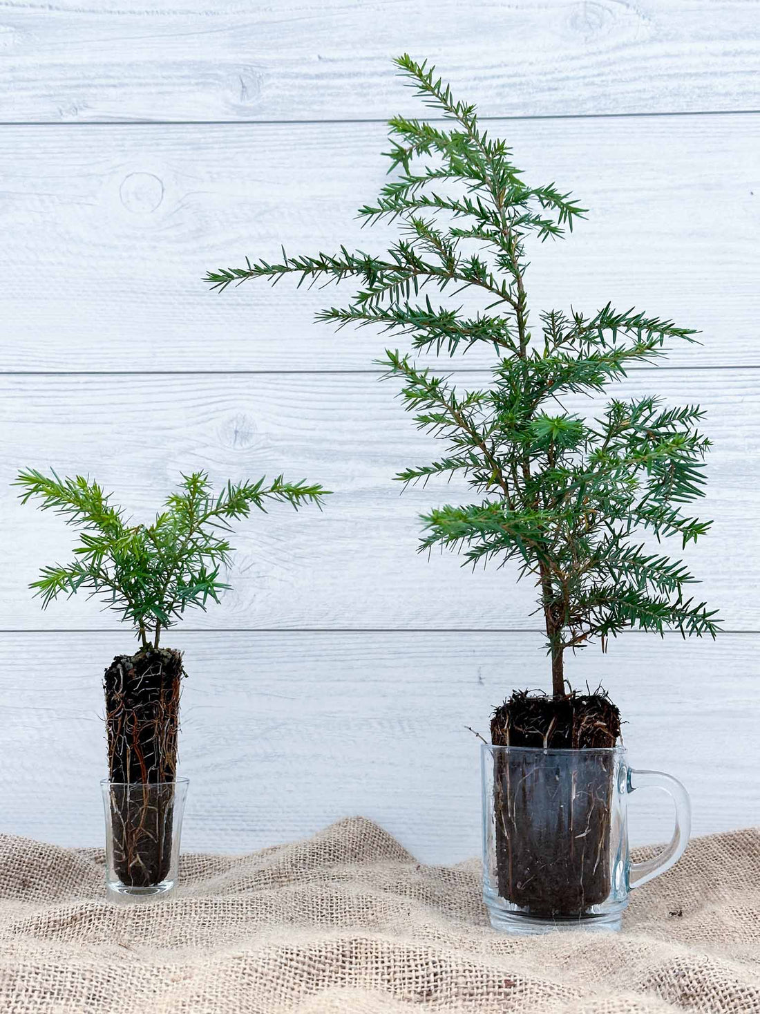 La Pruche de l'Est dans Votre Jardin! Découvrez Pourquoi. – Arbresenligne