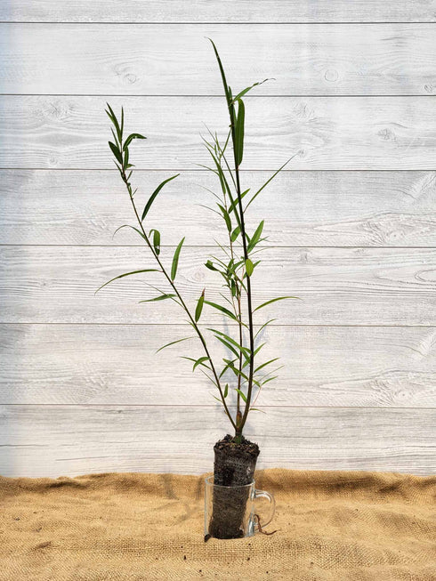 Le Saule, un Feuillus à la rescousse de l'environnement – Arbresenligne