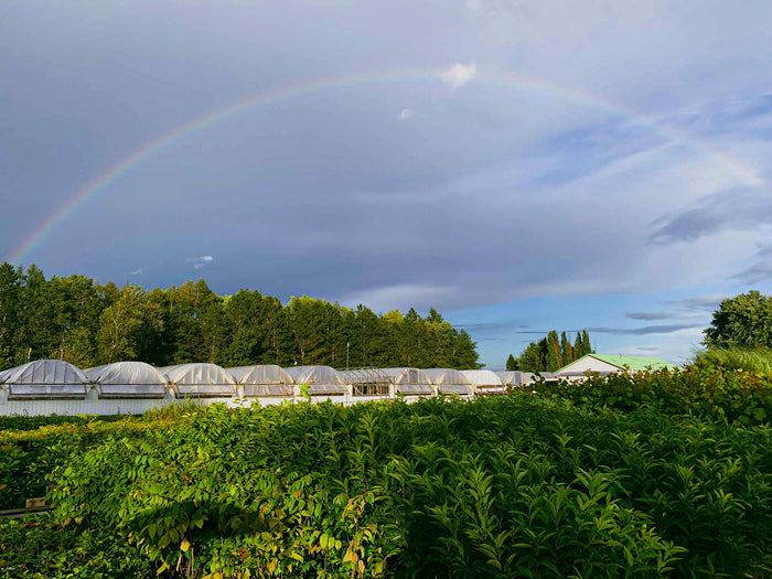 L'Érable à Sucre au Québec; Comment le Reconnaître – Arbresenligne