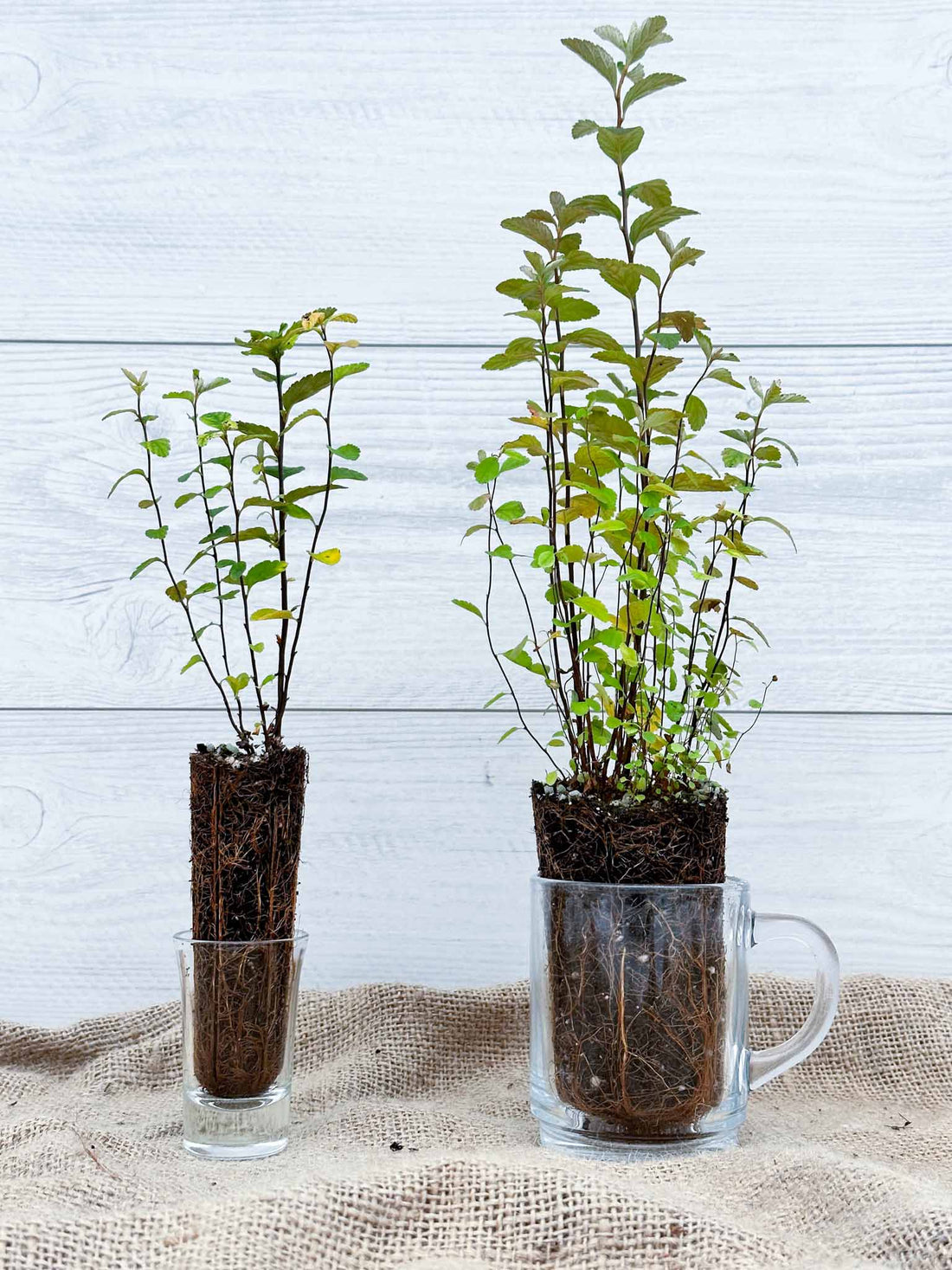 Plantez La Spirée Tomenteuse pour Profiter de sa Floraison – Arbresenligne