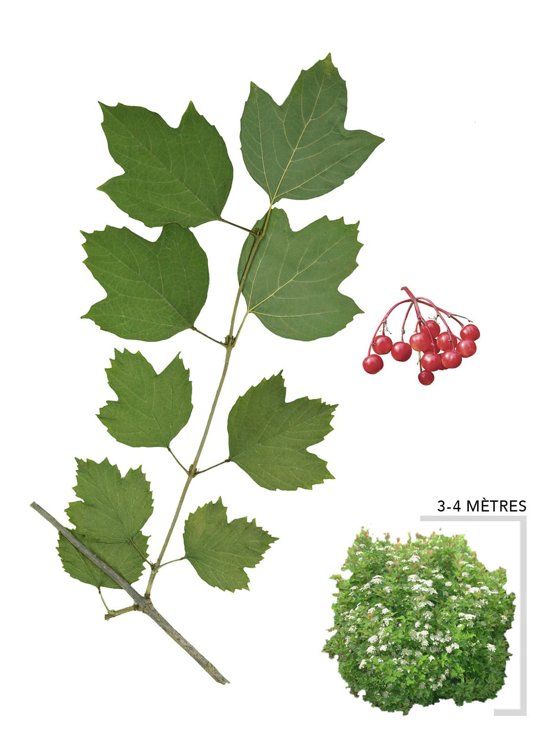 Incorporez la Viorne Trilobée dans Votre Jardin pour un Effet Visuel ...