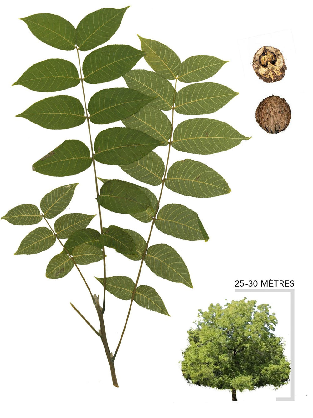 Arbres et arbustes à noix – Arbresenligne